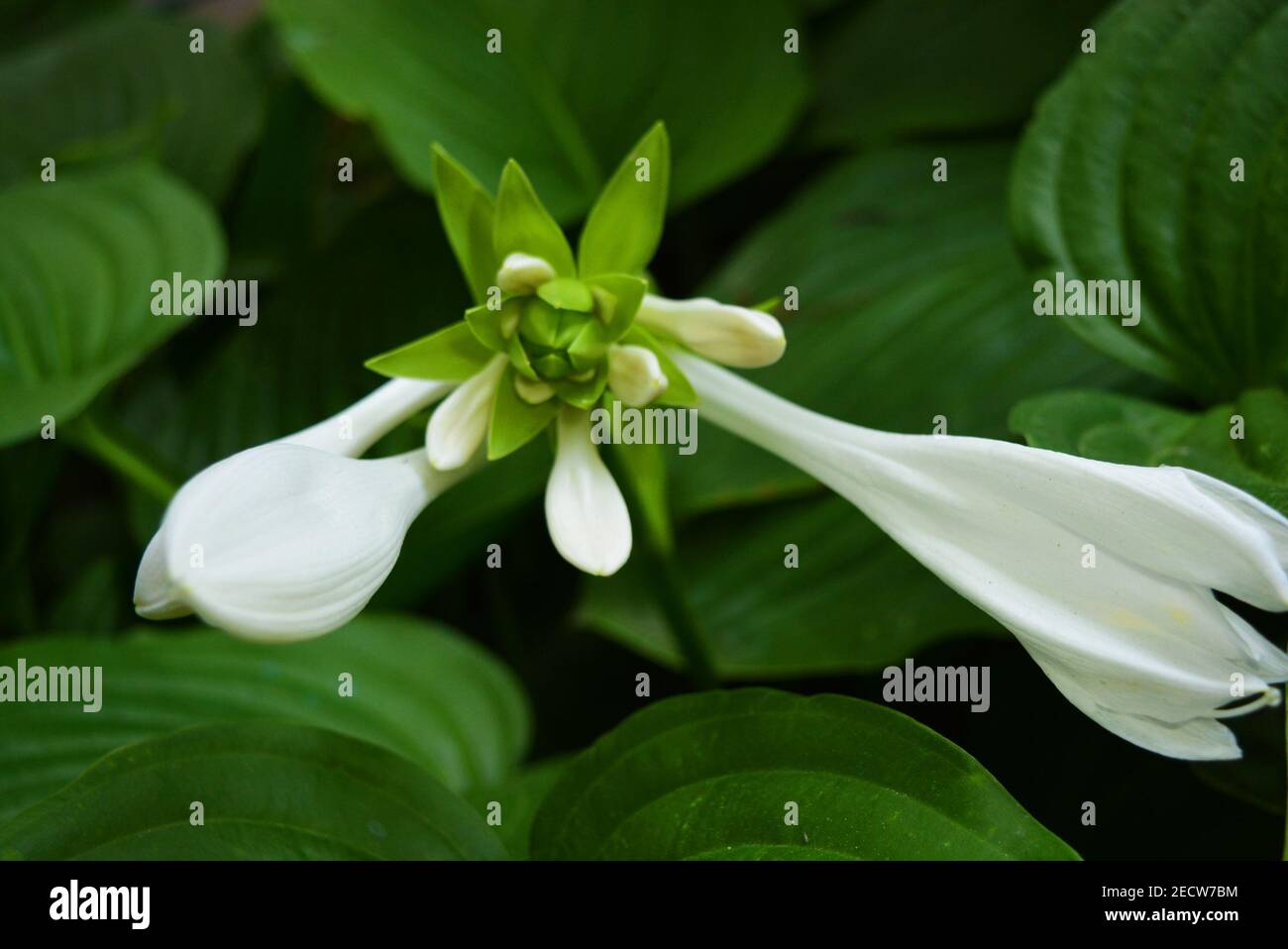 Beautiful and chic white hosta flowers with large exotic leaves and ...