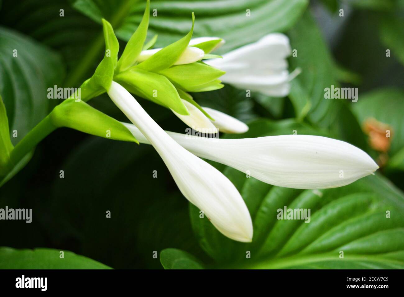 Beautiful and chic white hosta flowers with large exotic leaves and ...