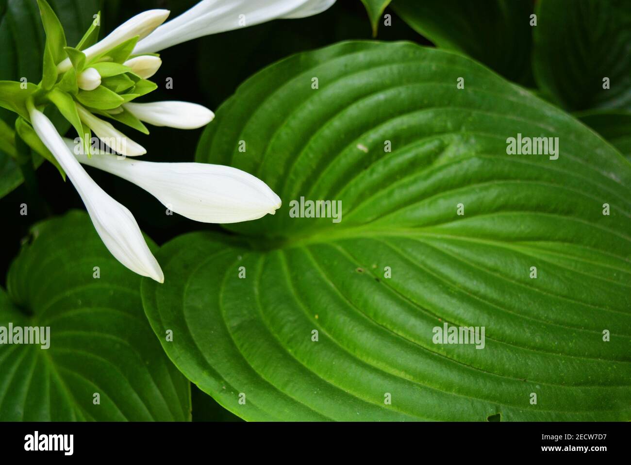 Beautiful and chic white hosta flowers with large exotic leaves and ...