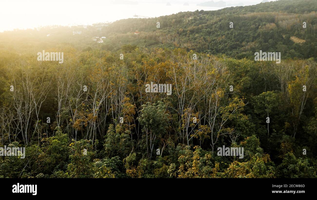 An aerial view of forest Stock Photo - Alamy