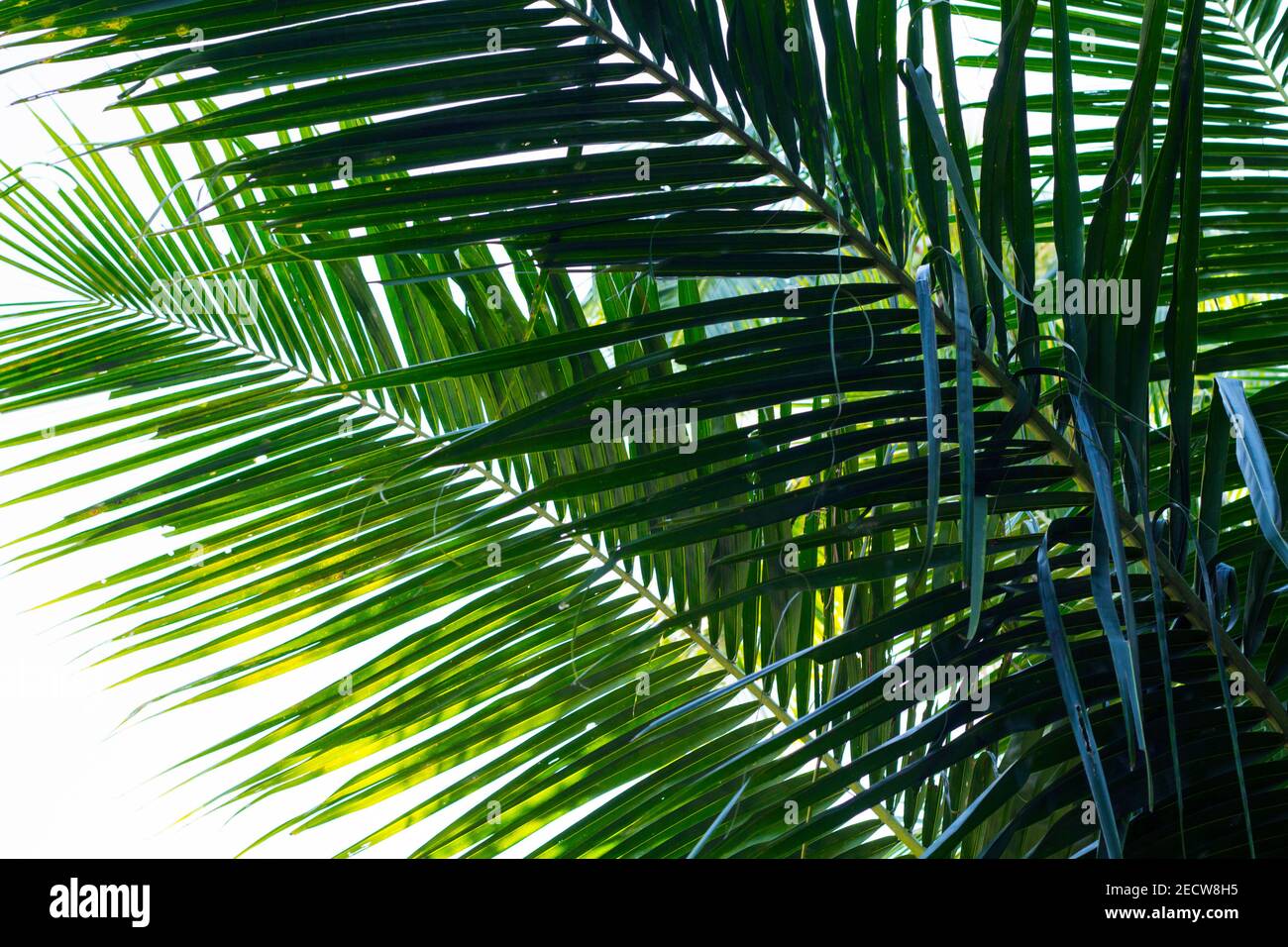 Coconut palm tree leaf vivid toned photo. Coco leaf closeup. Abstract ...