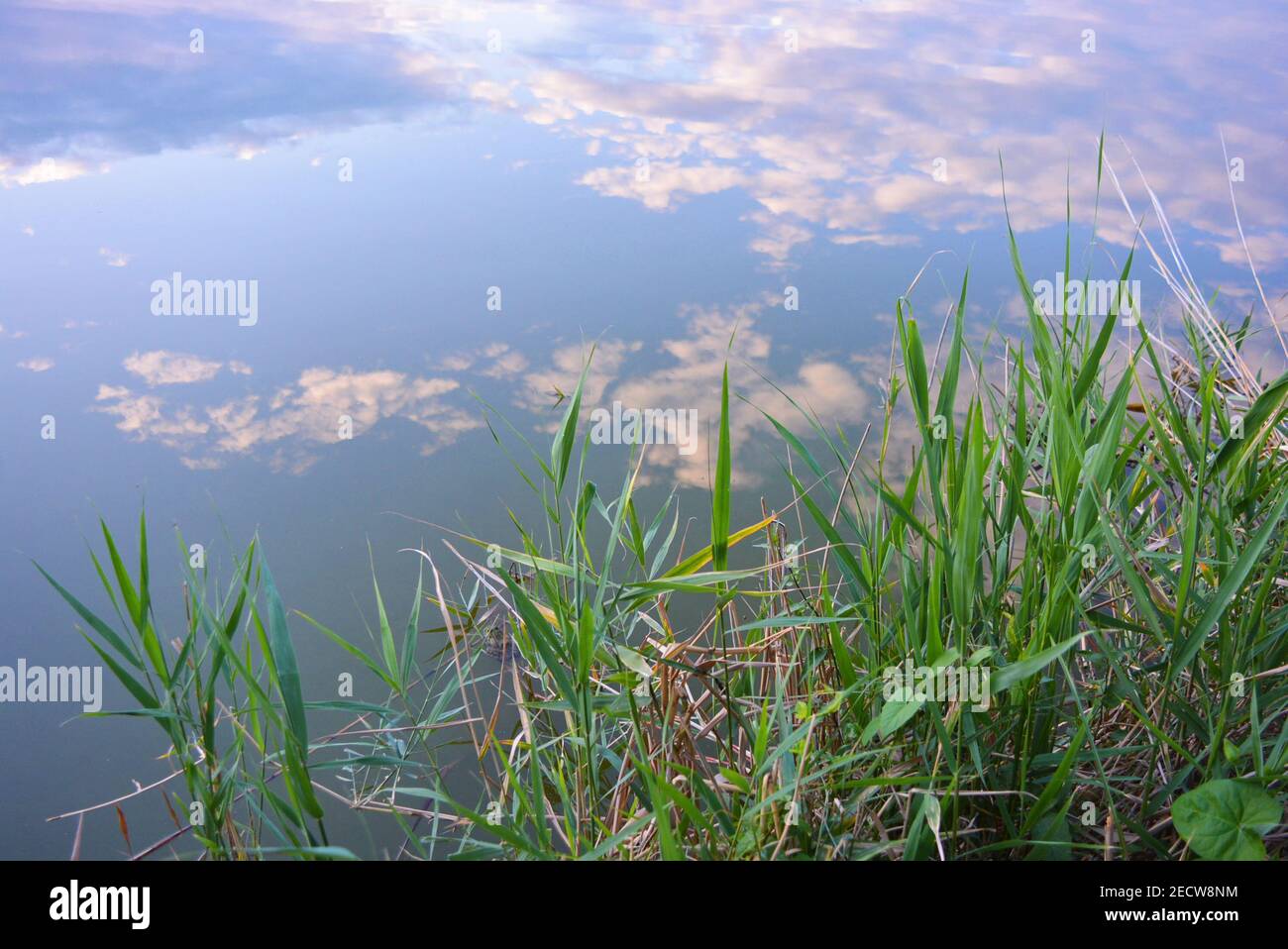 Samara river bank with bright green reeds in the water Dnipro, Ukraine ...