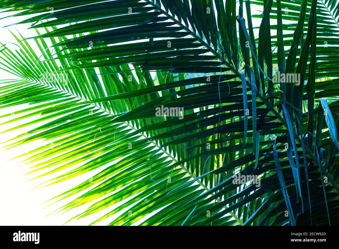 Coconut palm tree leaf photo. Coco leaf silhouette closeup. Abstract ...