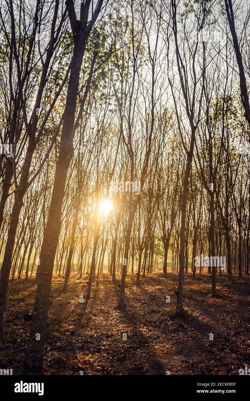 Wooded forest trees backlit by golden sunlight before sunset with sun ...