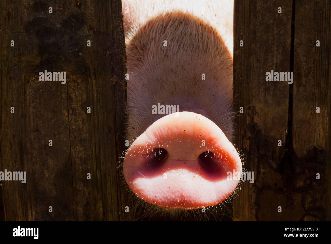 Pig nose in wooden fence. Young curious pig smells photo camera. Funny ...