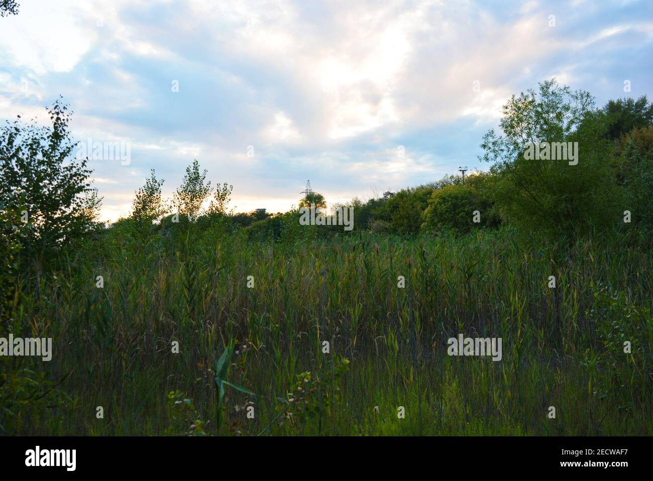 Samara river bank with bright green reeds in the water Dnipro, Ukraine ...