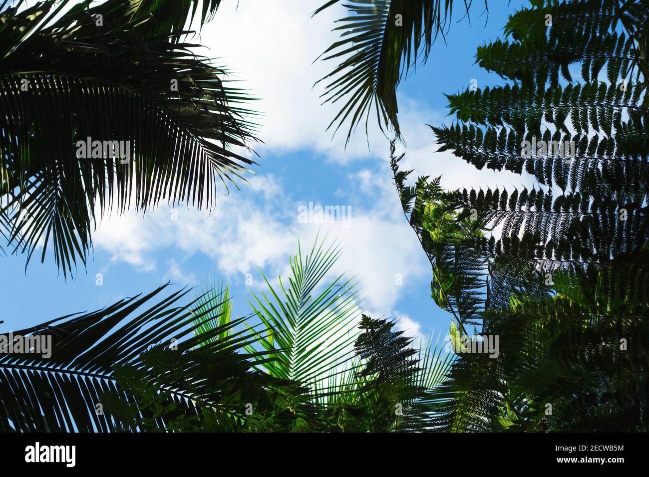 Palm tree leaf on blue sky background. Coco palm tree top silhouette on ...
