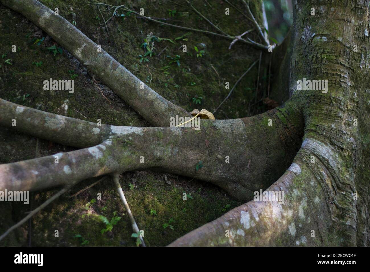 Tropical tree trunk and roots around stone. Aerial roots of banyan tree ...