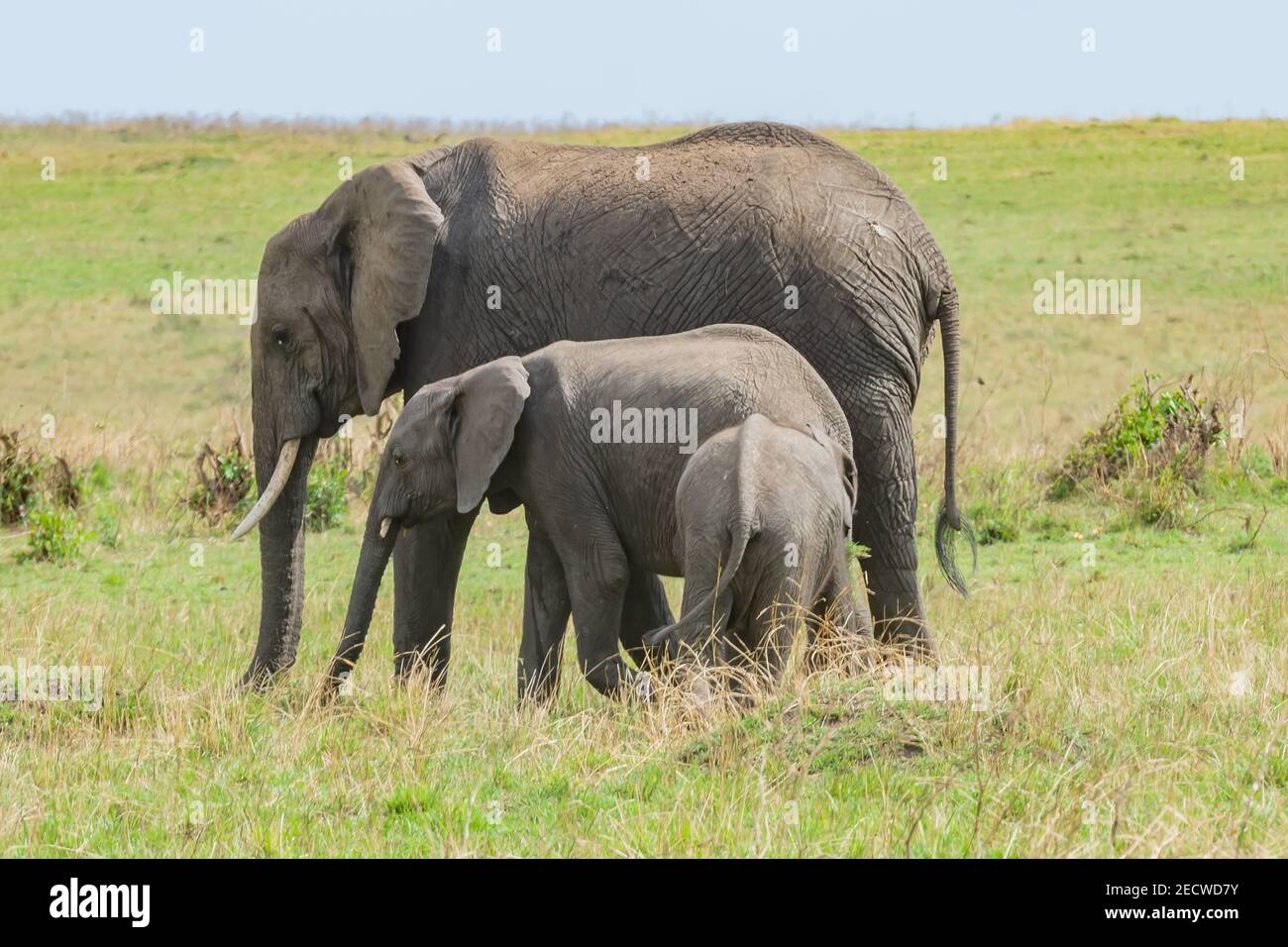 An Elephant Family Stock Photo - Alamy