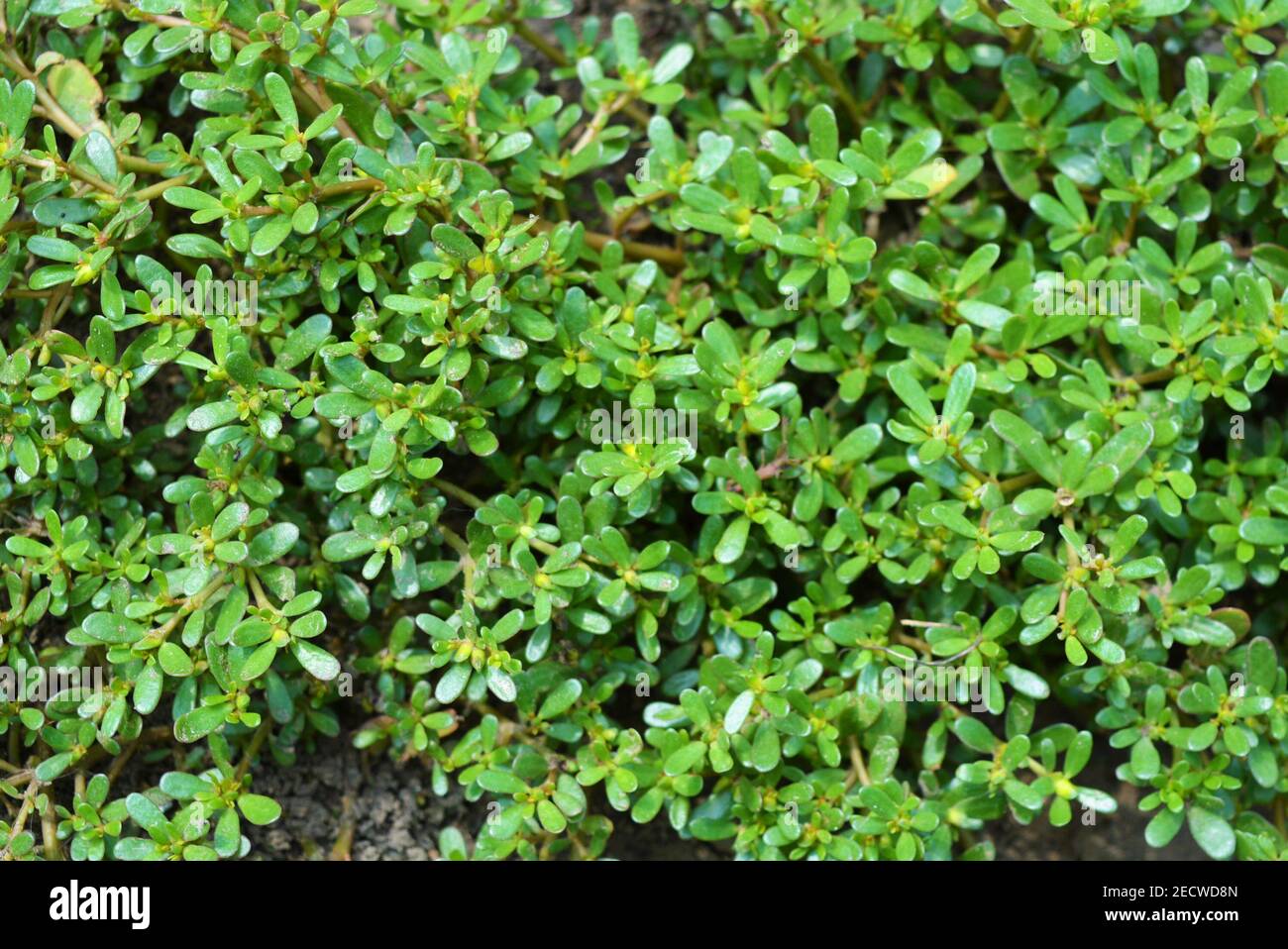 Green Ukrainian plants weaving on the ground, grass Stock Photo - Alamy