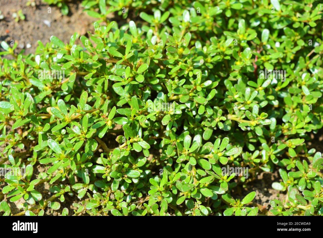 Green Ukrainian plants weaving on the ground, grass Stock Photo - Alamy