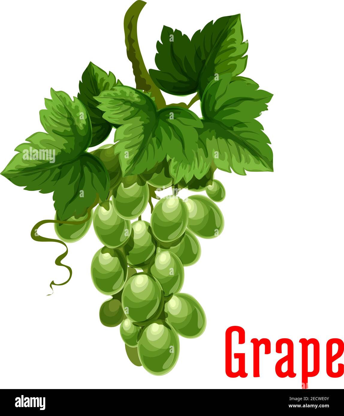 Grapes on stem Stock Vector Images - Alamy