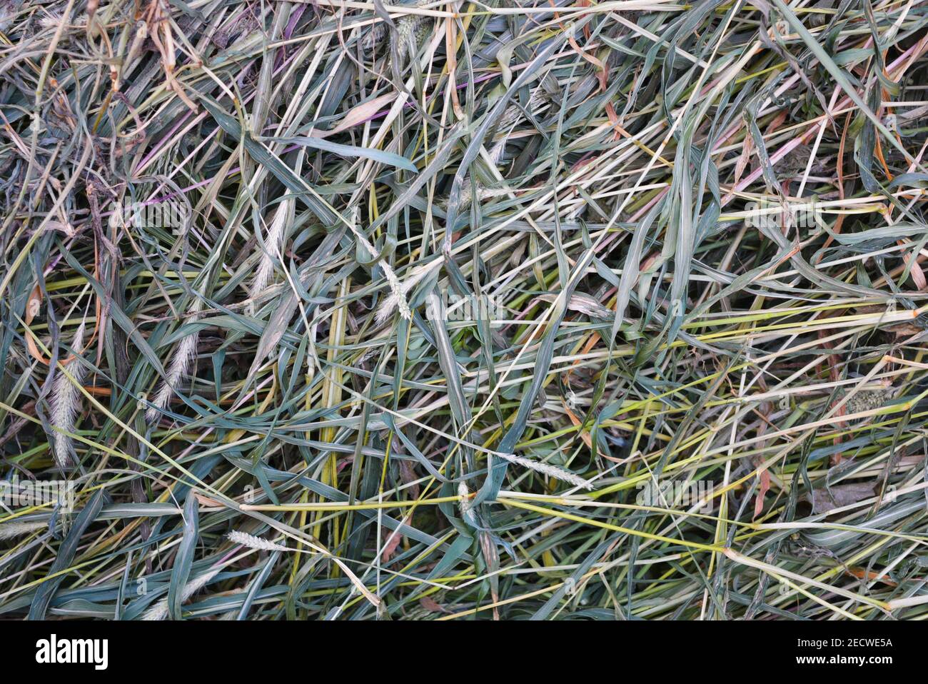 Green dried dry green grass, setaria, foxtail or bristle grasses. An ...