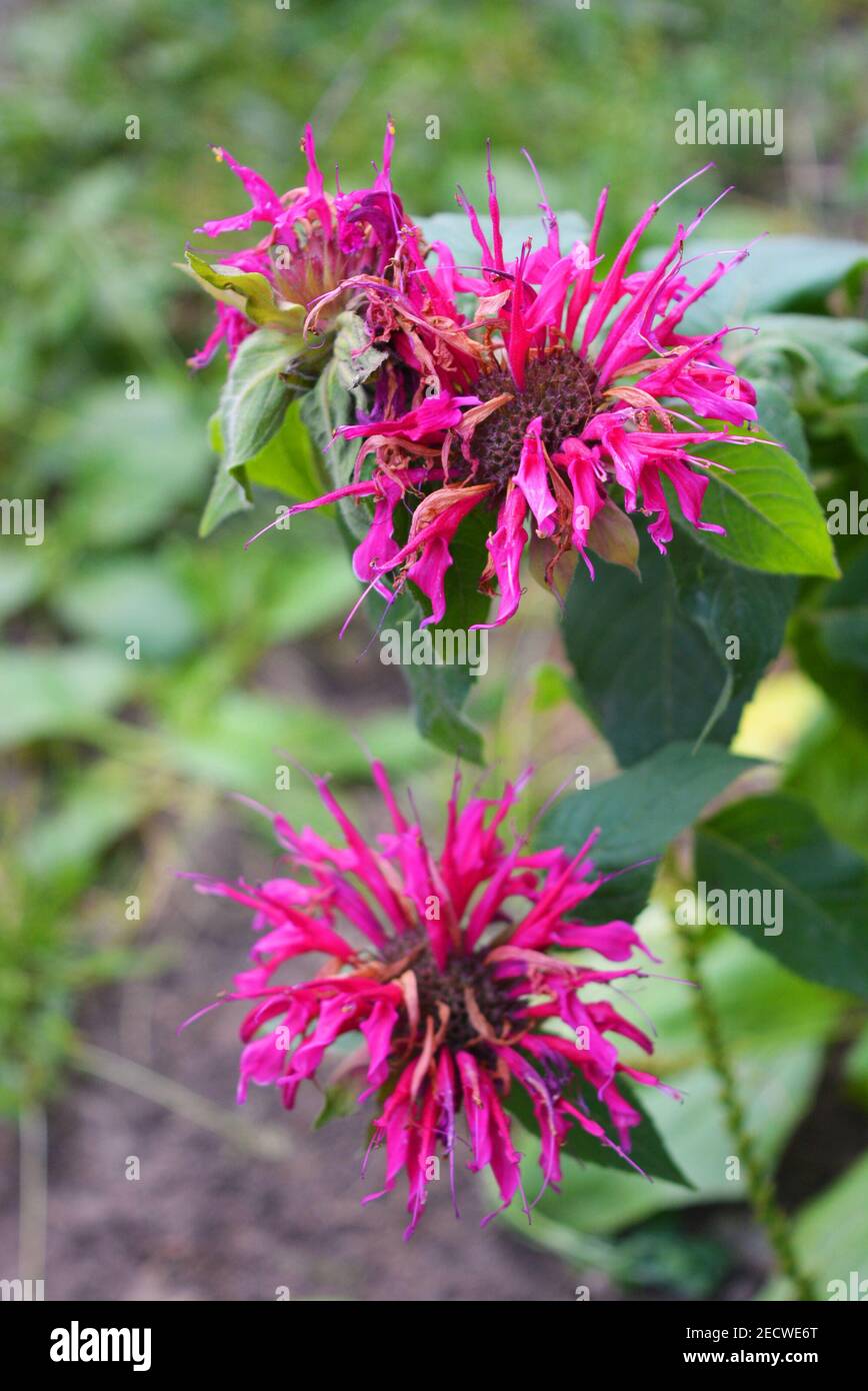 Bright purple flowers, fuchsia chervona root on a background of green ...