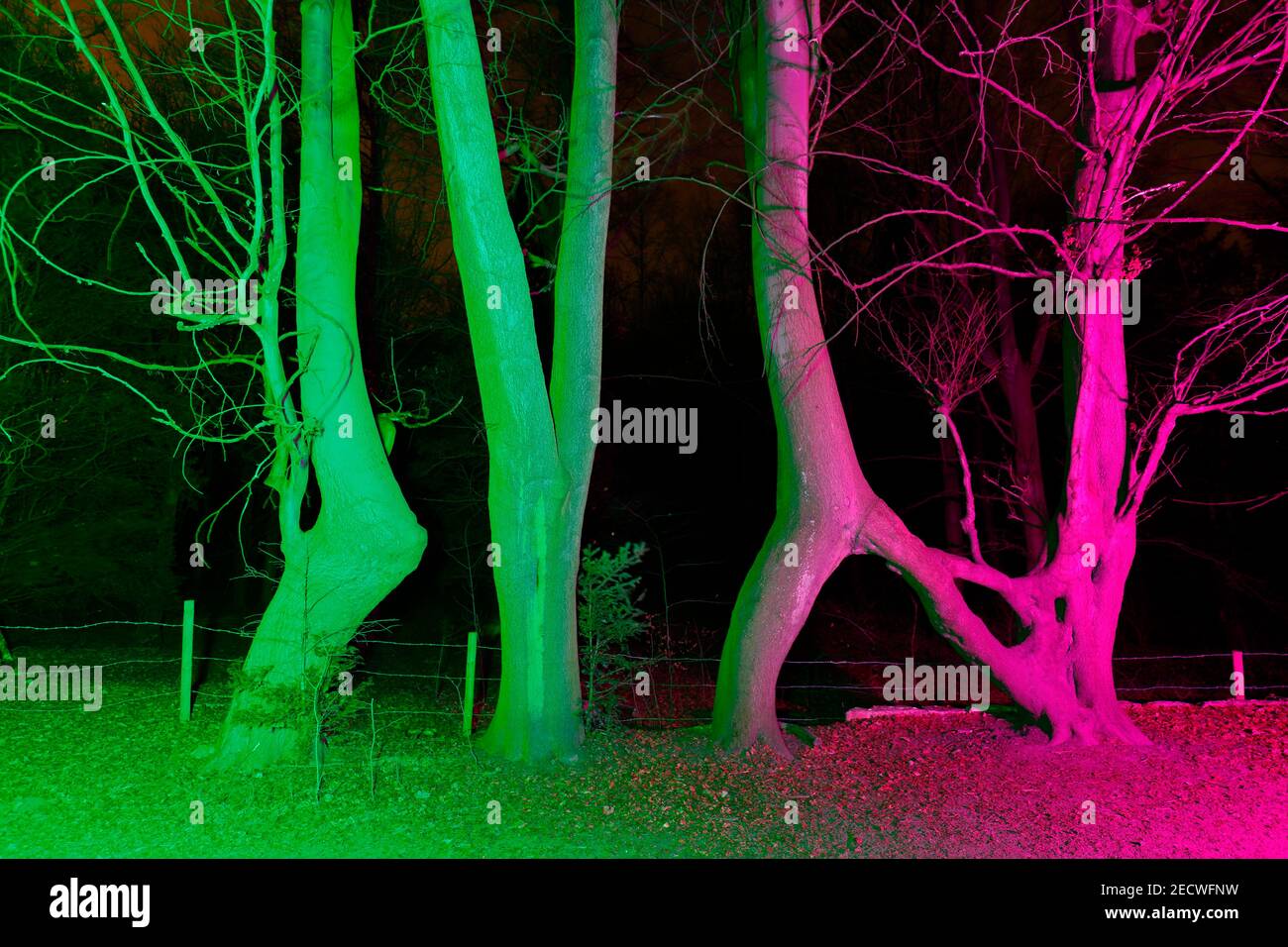 Nellie's Tree near Leeds was crafted into the shape of a letter 'N' by ...