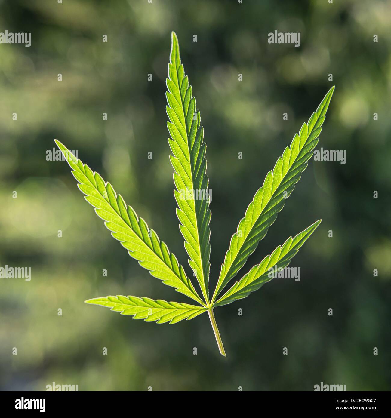 Big leaf hemp on hi-res stock photography and images - Alamy