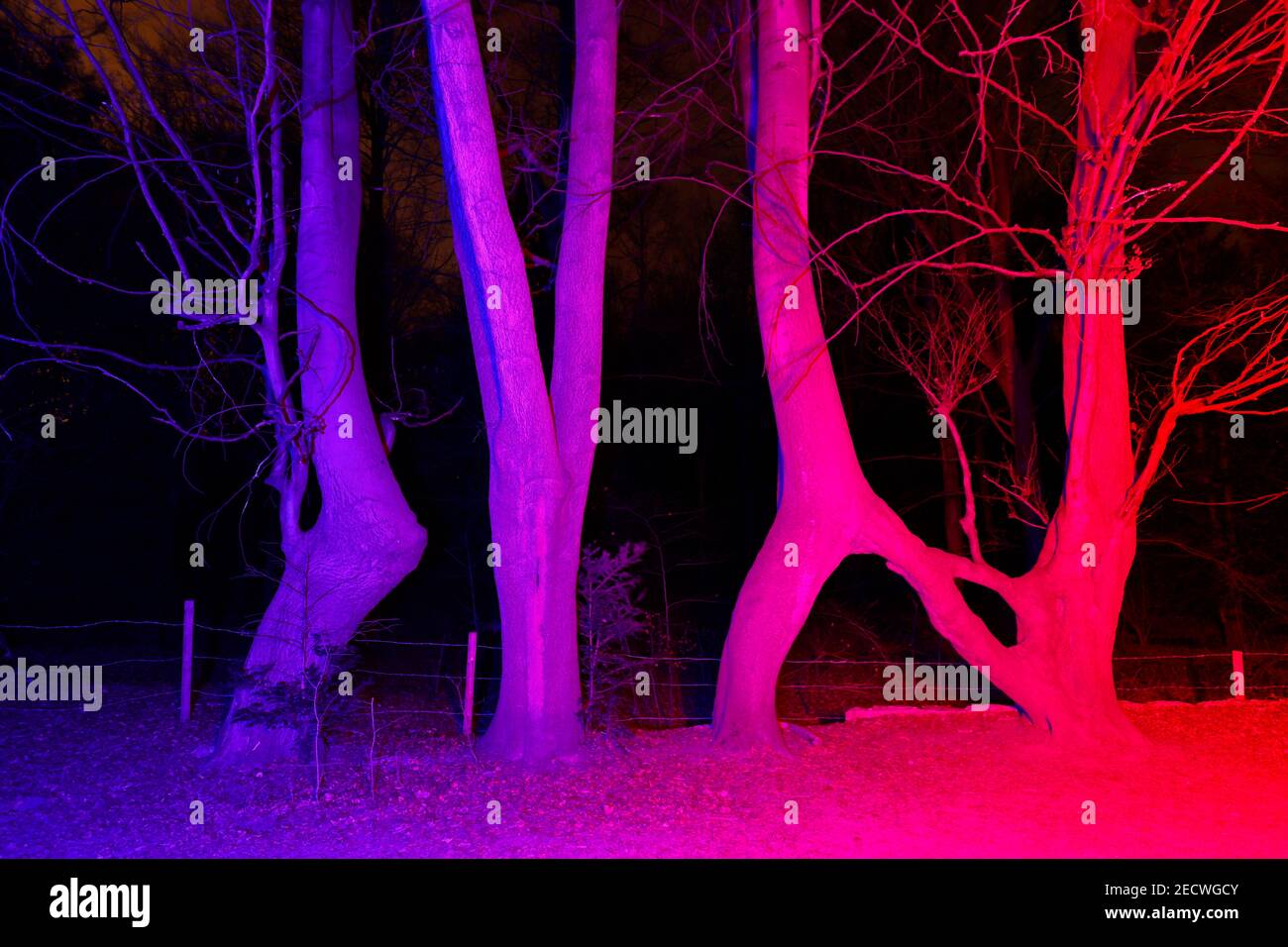 Nellie's Tree near Leeds was crafted into the shape of a letter 'N' by ...