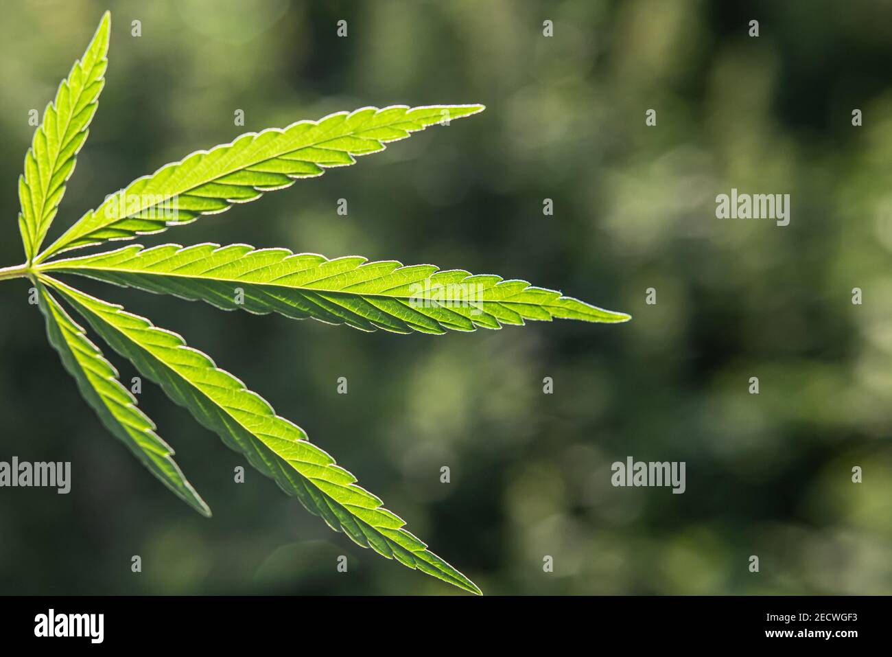Big leaf hemp on hi-res stock photography and images - Alamy