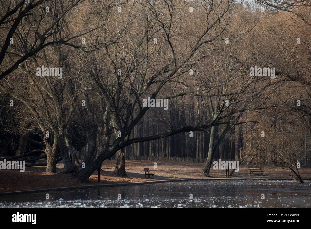 Trees and frozen pond in a park without snow Stock Photo - Alamy