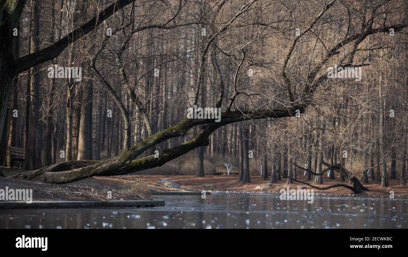 Trees and frozen pond in a park without snow Stock Photo - Alamy
