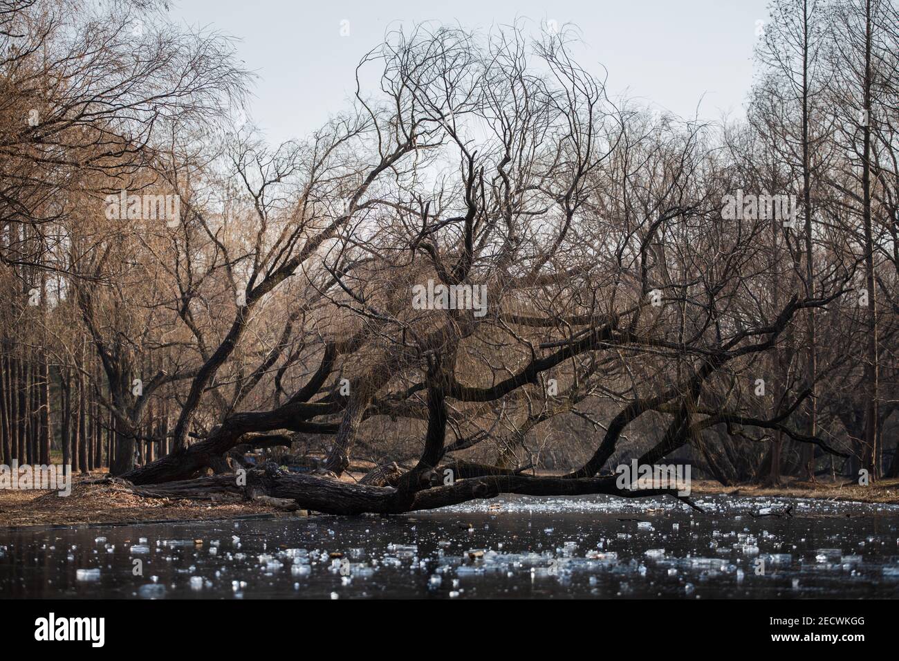 Trees and frozen pond in a park without snow Stock Photo - Alamy