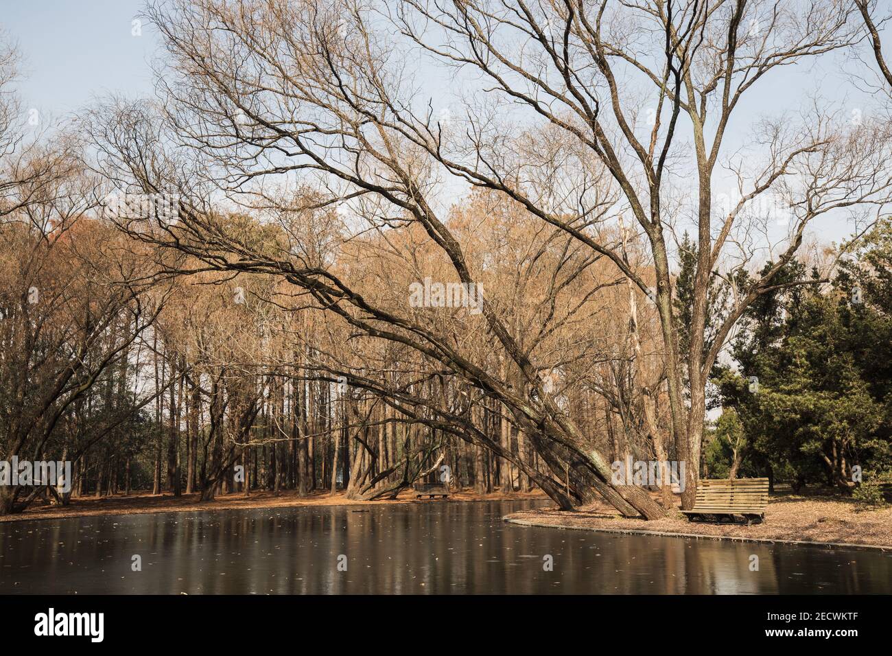 Trees and frozen pond in a park without snow Stock Photo - Alamy