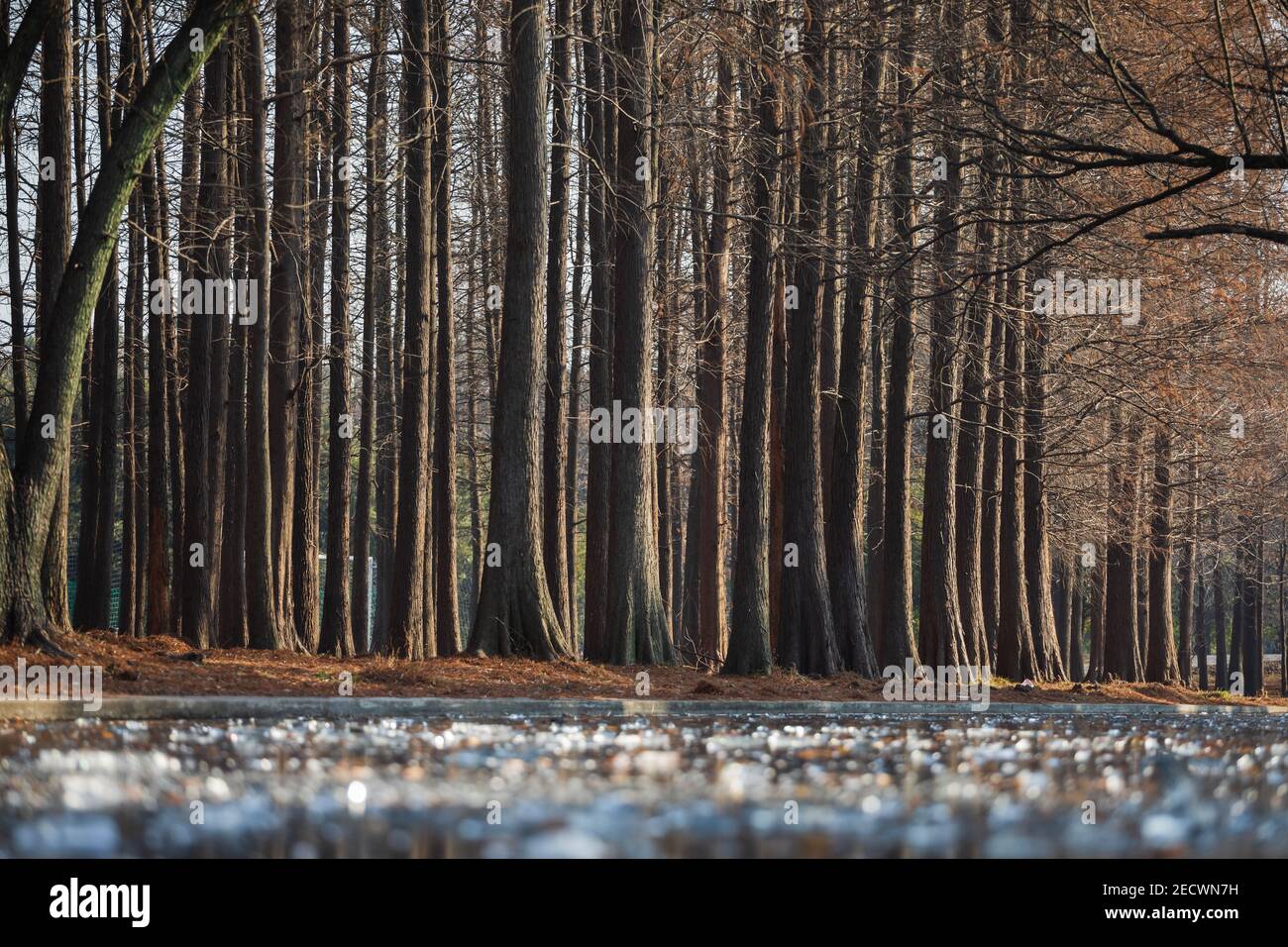 Park landscape with trees and frozen river without snow Stock Photo - Alamy