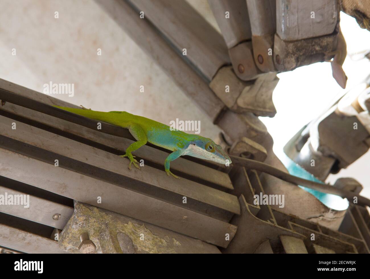 Blue headed anole anolis allisoni hi-res stock photography and images ...