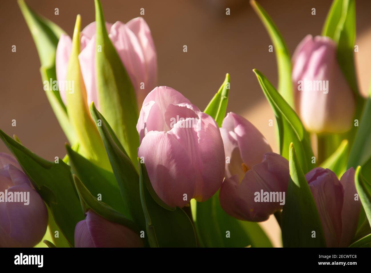 bunch of bright purble tulips in the early spring sun as celebration ...