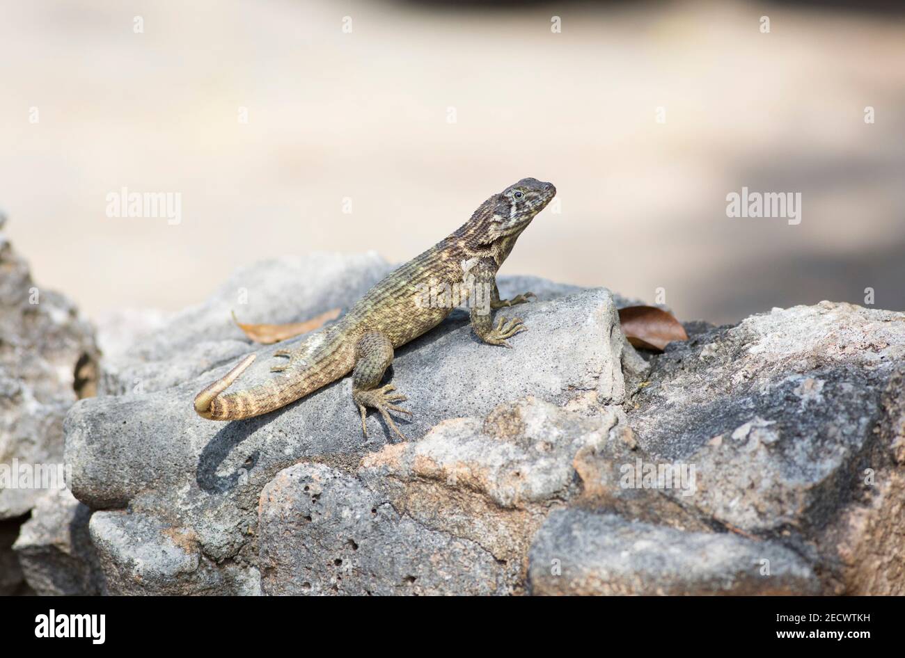 Cuban Brown Curly-tailed Lizard, Leiocephalus cubensis, single adult ...