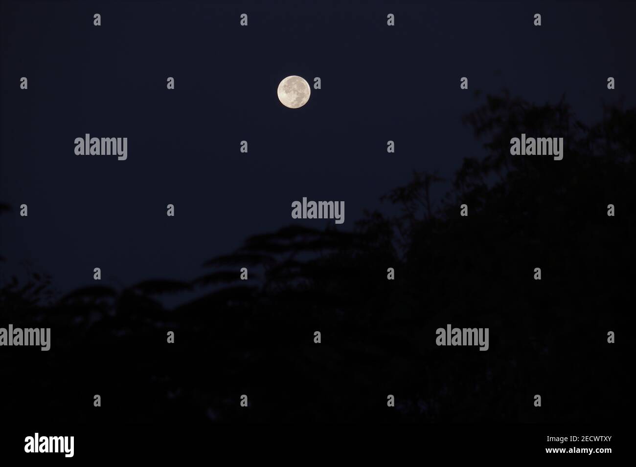 silhouette tree with closeup bright moon and moon shadow in black night ...