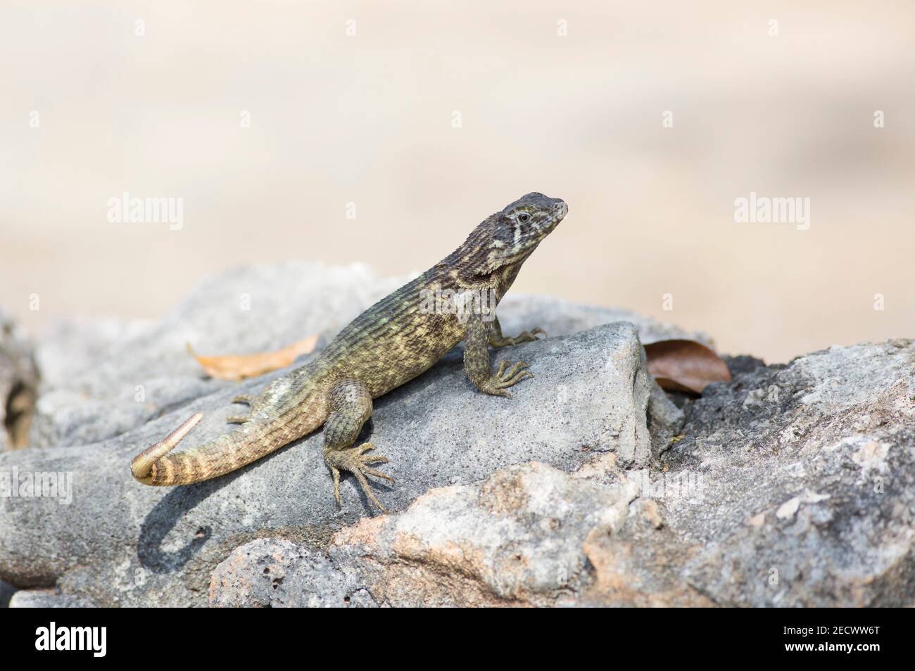 Cuban Brown Curly-tailed Lizard, Leiocephalus cubensis, single adult ...
