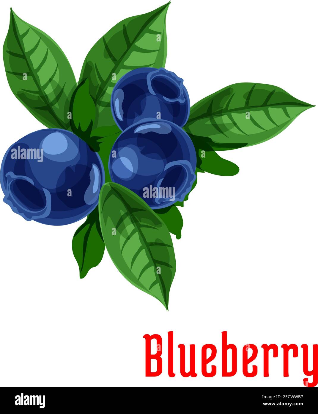 Blueberry fruits. Isolated bunch of blueberries on stem with leaves ...