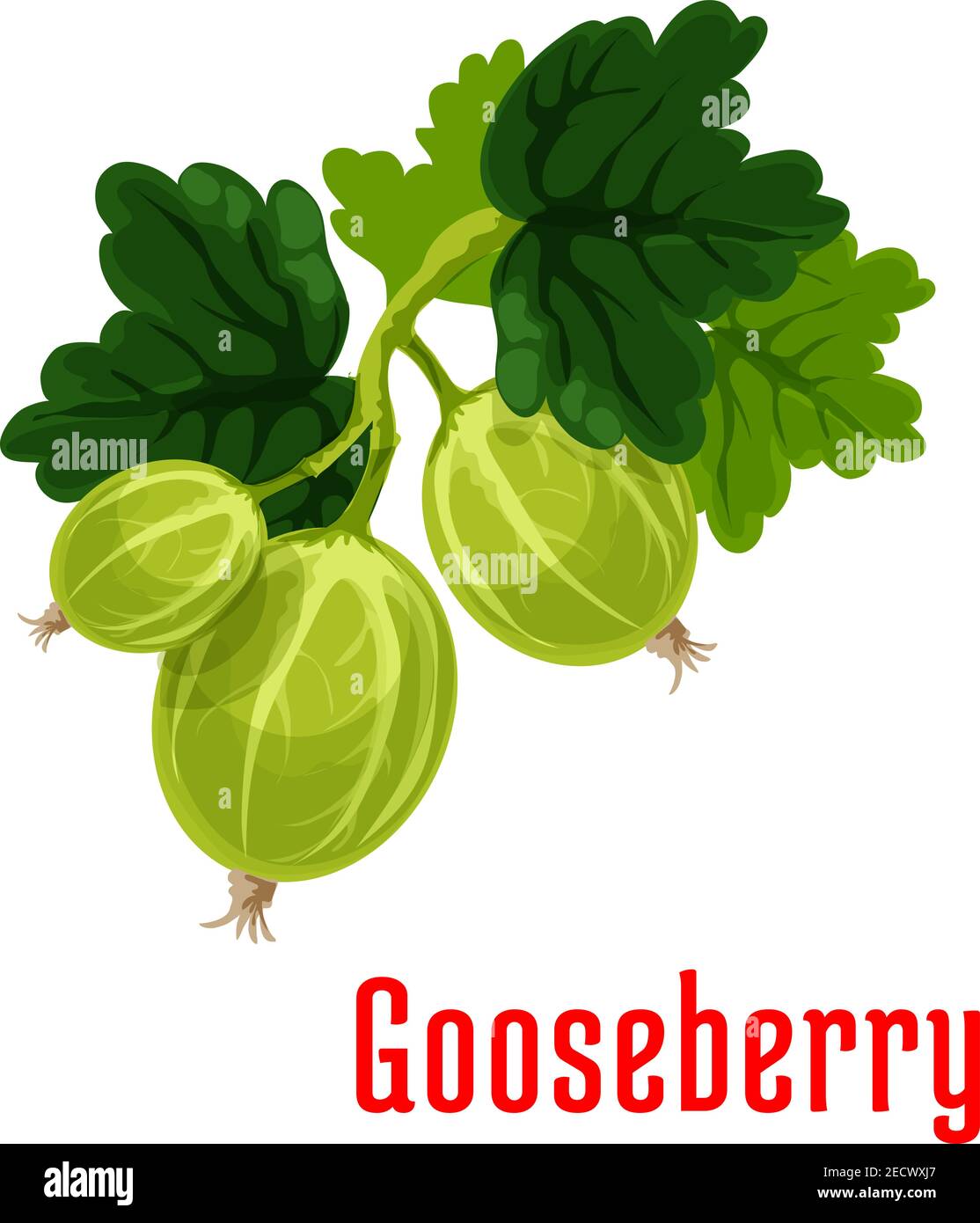 Gooseberries Stock Vector Images - Alamy