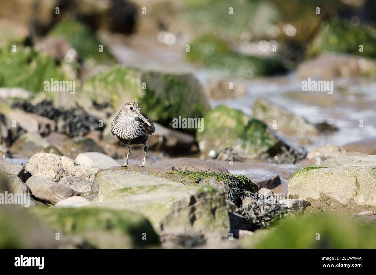 Single Dunlin on rocky shoreline. Space in picture Stock Photo - Alamy