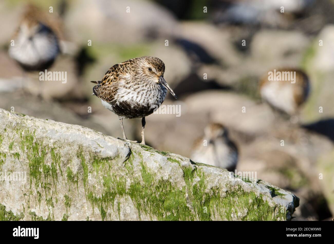 Single Dunlin on rocky shore Stock Photo - Alamy