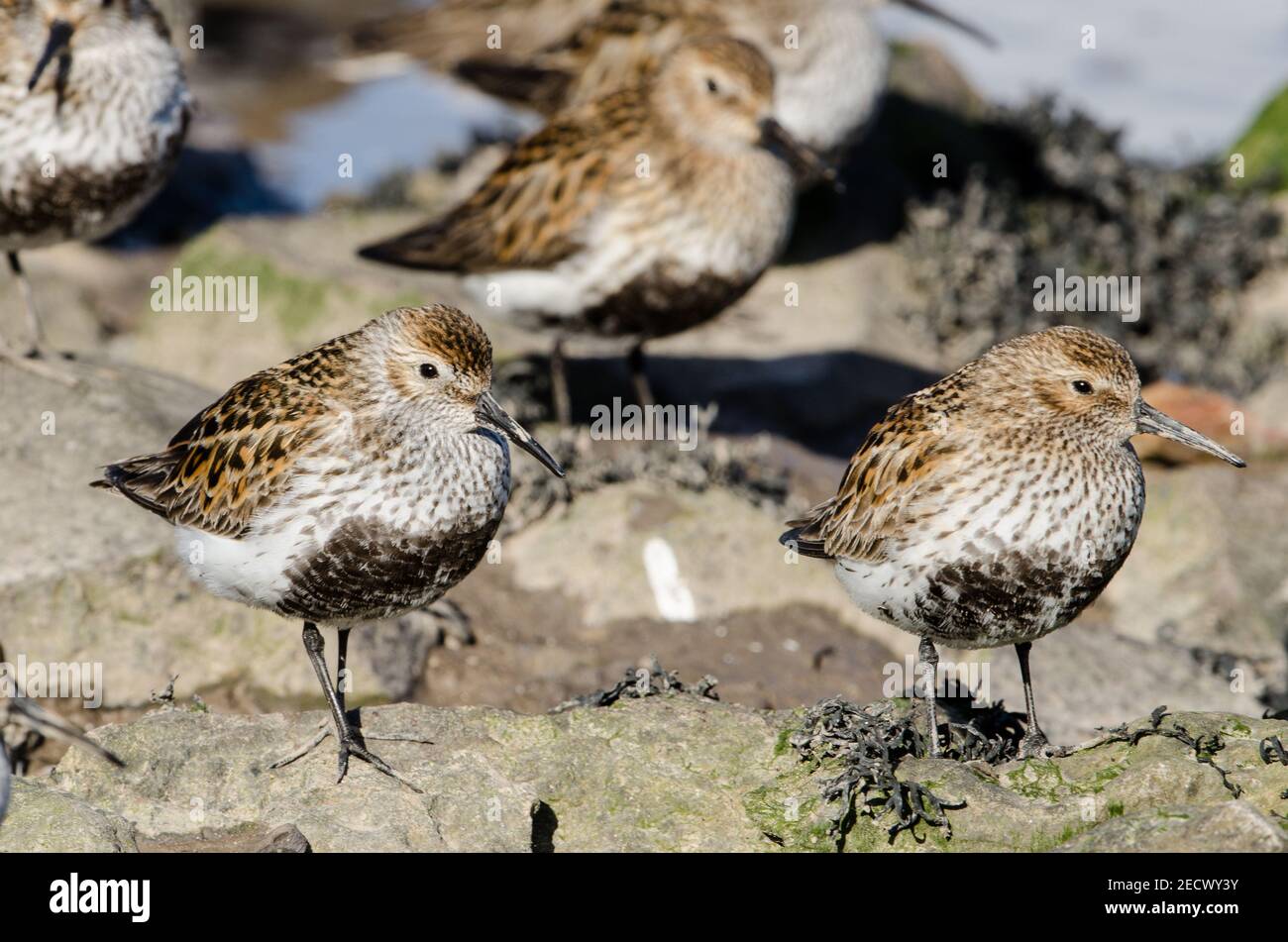 Group of dunlin hi-res stock photography and images - Alamy
