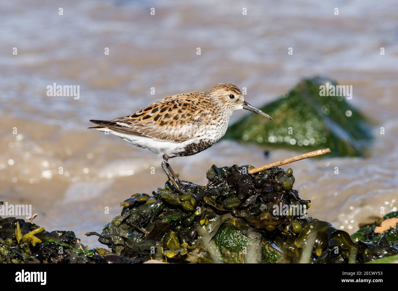 Dunlin on Seaweed shoreline Stock Photo - Alamy
