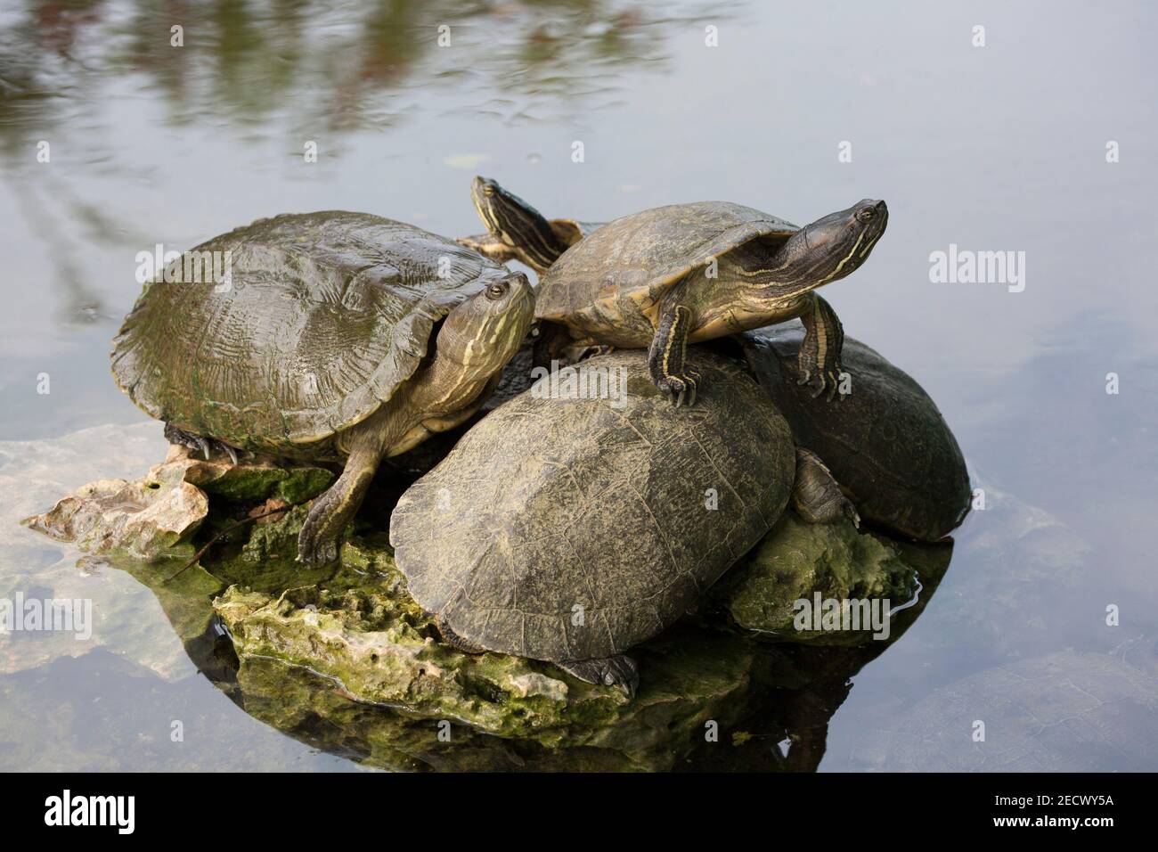 Cuban Slider Turtles, Trachemys decussata, resting on rock, La Boca ...
