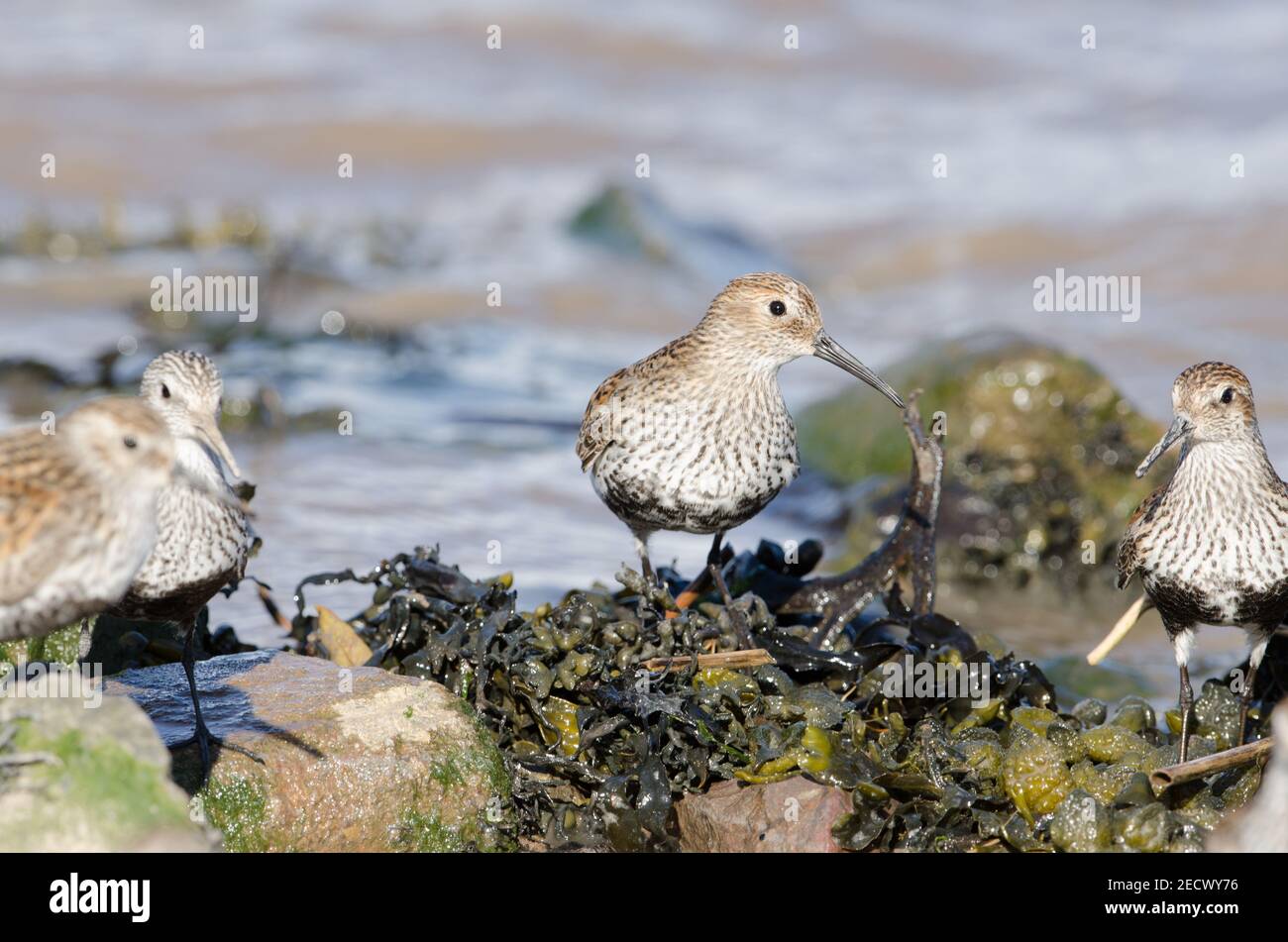 Group of Dunlin on shoreline Stock Photo - Alamy