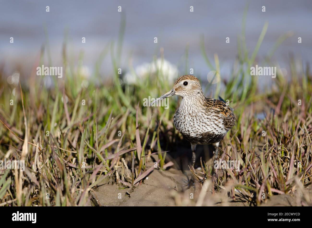Dunlin in breeding plumage on estuary grass Stock Photo - Alamy