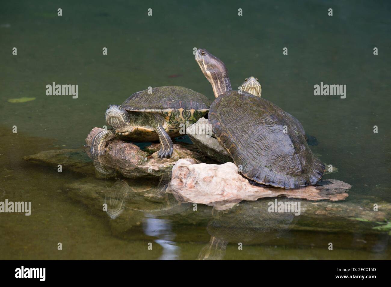 Cuban Slider Turtles, Trachemys decussata, resting on rock, La Boca ...