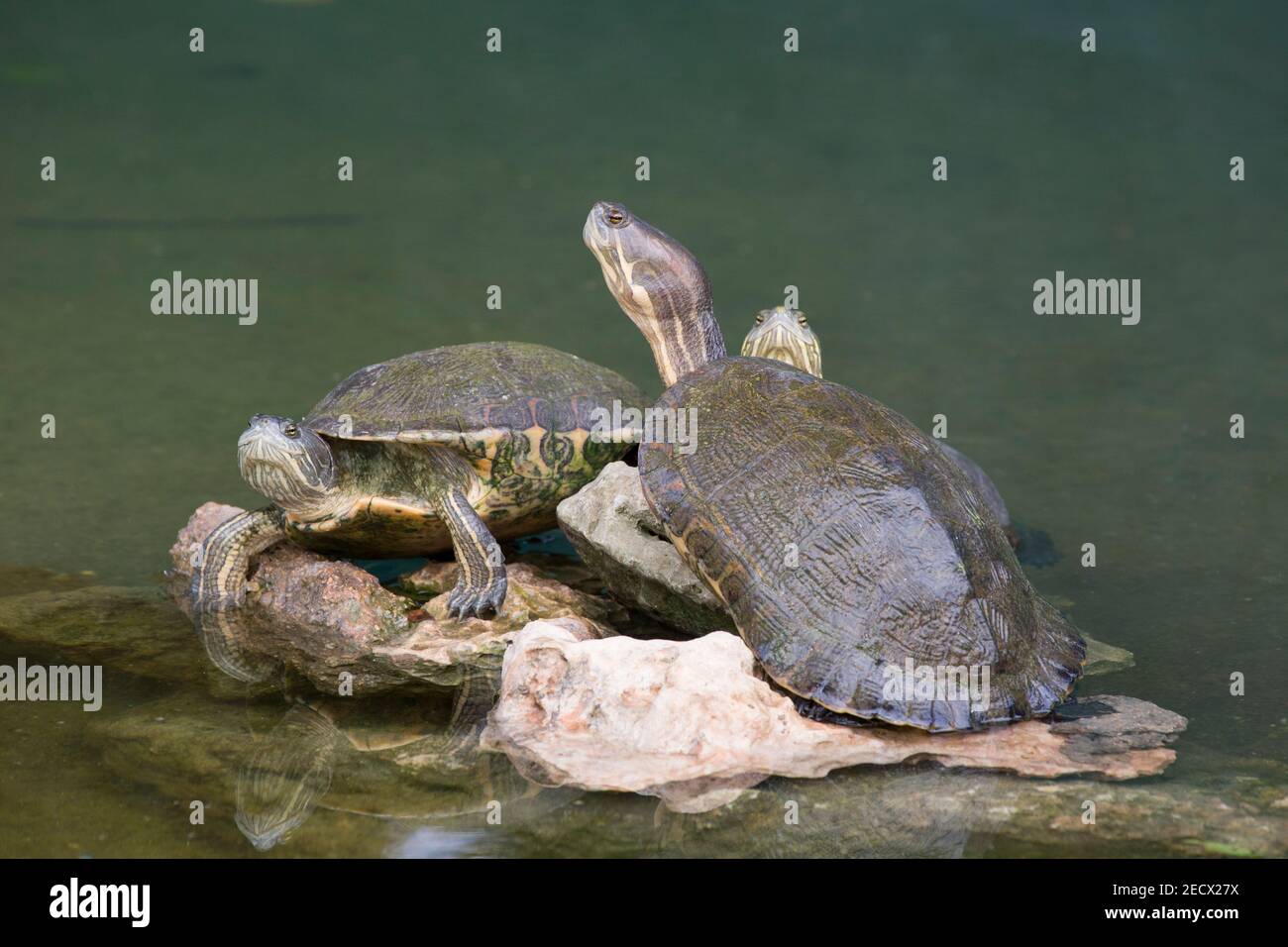 Cuban Slider Turtles, Trachemys decussata, resting on rock, La Boca ...