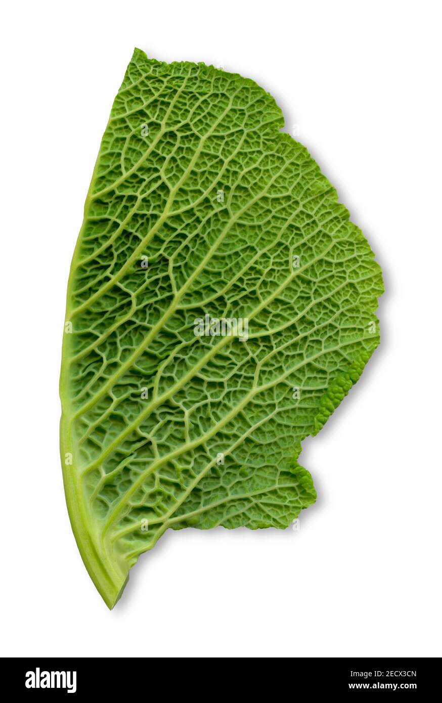 A scan of half a single cabbage leaf Stock Photo - Alamy