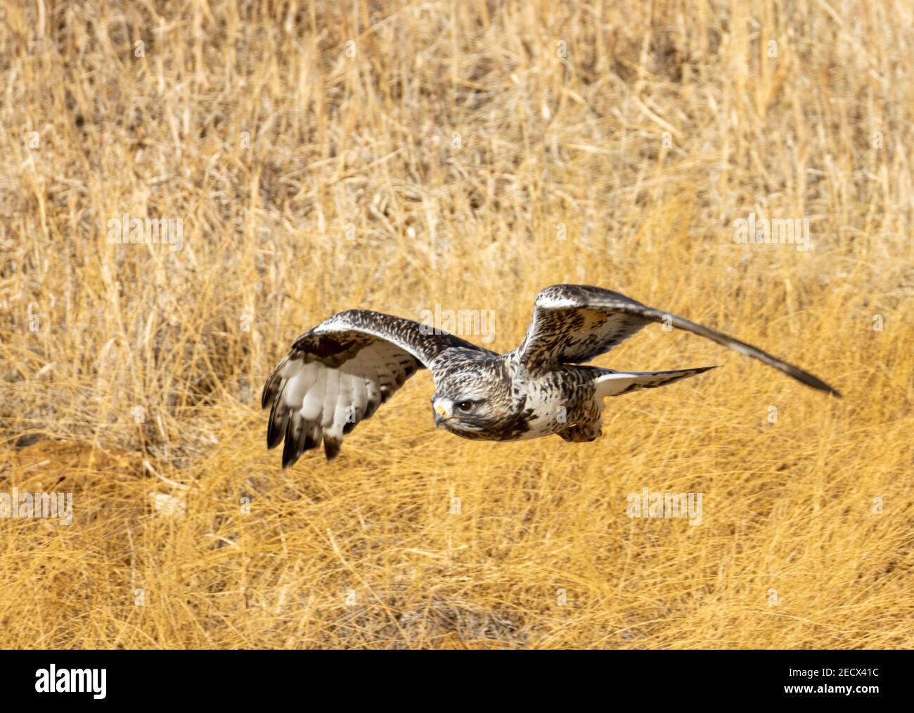 Beautiful rough legged hawk in flight Stock Photo - Alamy
