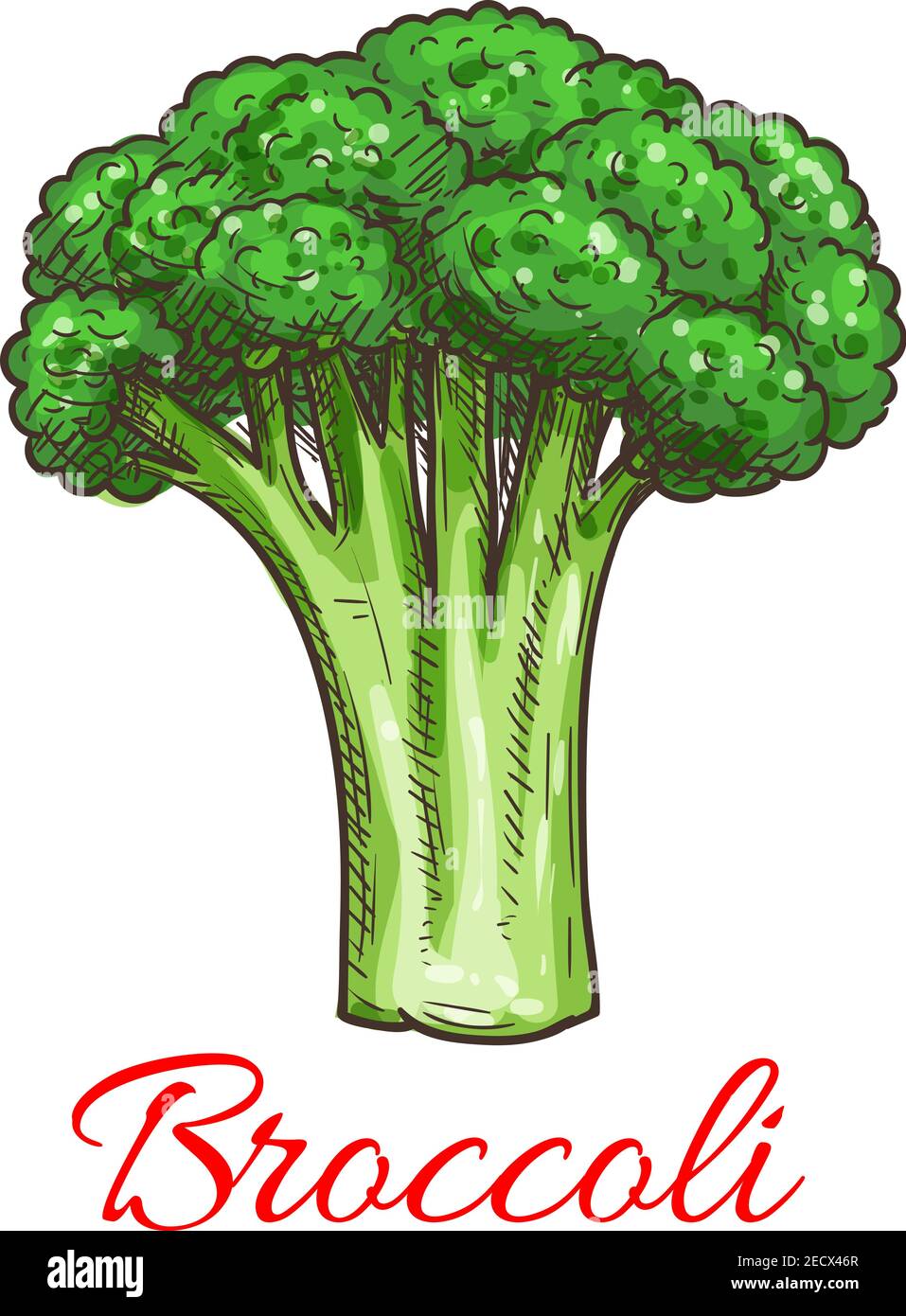 Broccoli leafy cabbage vegetable. Vegetarian fresh food product element ...