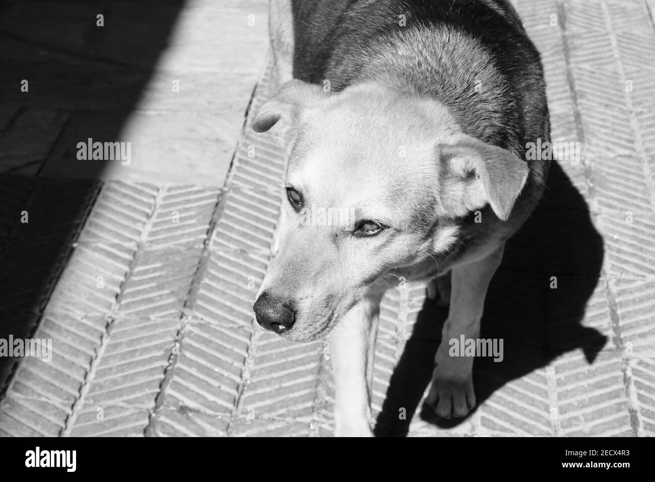 Young labrador retriever Black and White Stock Photos & Images - Alamy