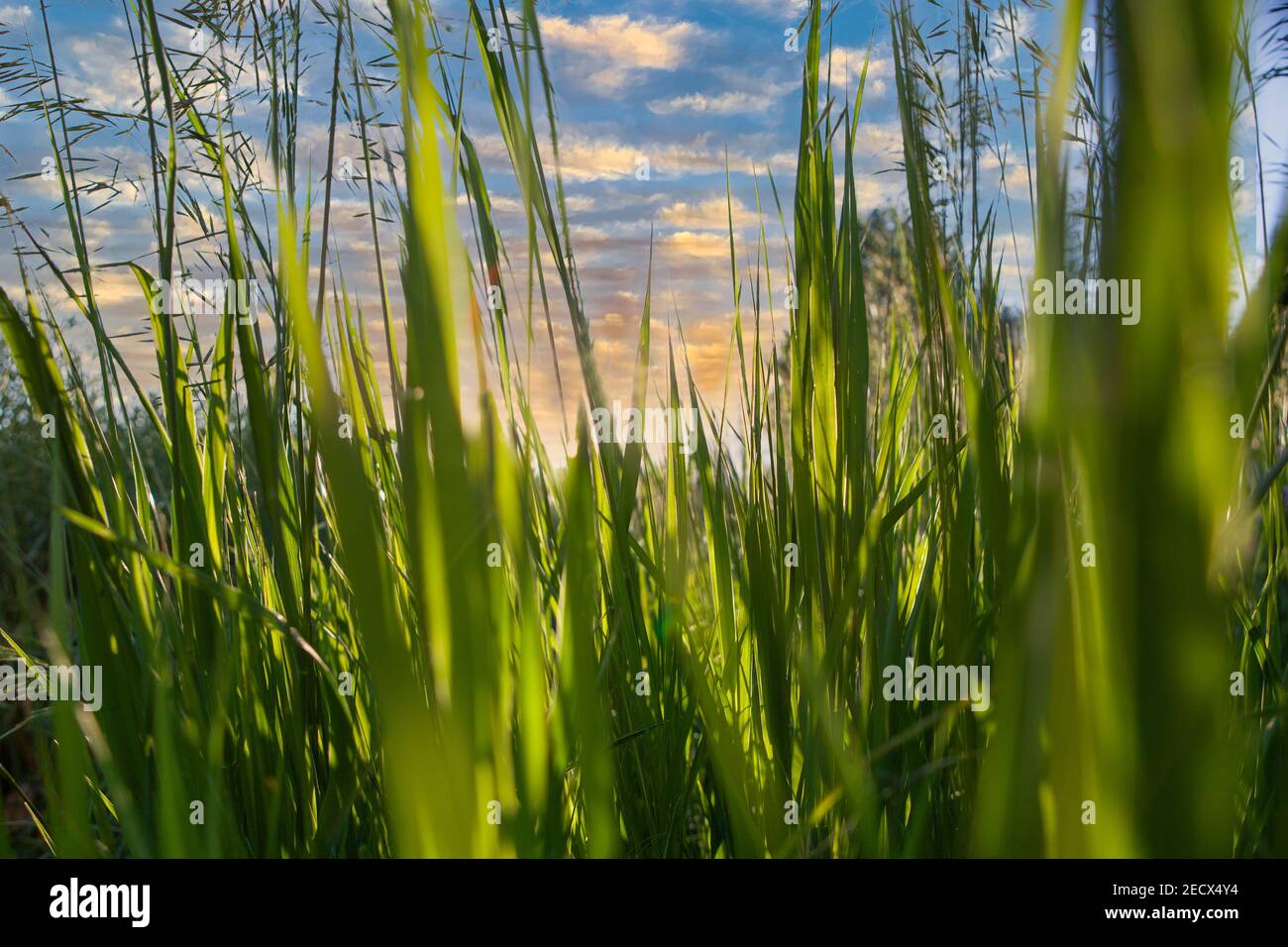 Sunny day green grass in hi-res stock photography and images - Alamy