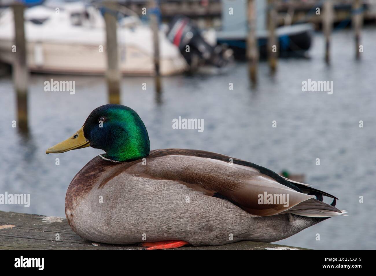 Danish duck hi-res stock photography and images - Alamy