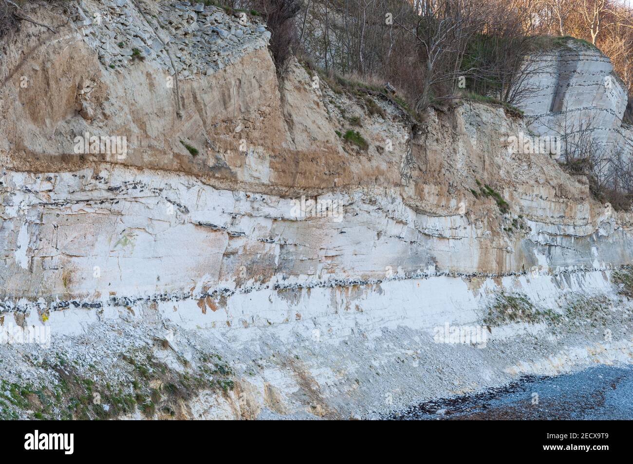 Stevns cliffs is beautiful geology in Countryside Denmark Stock Photo ...